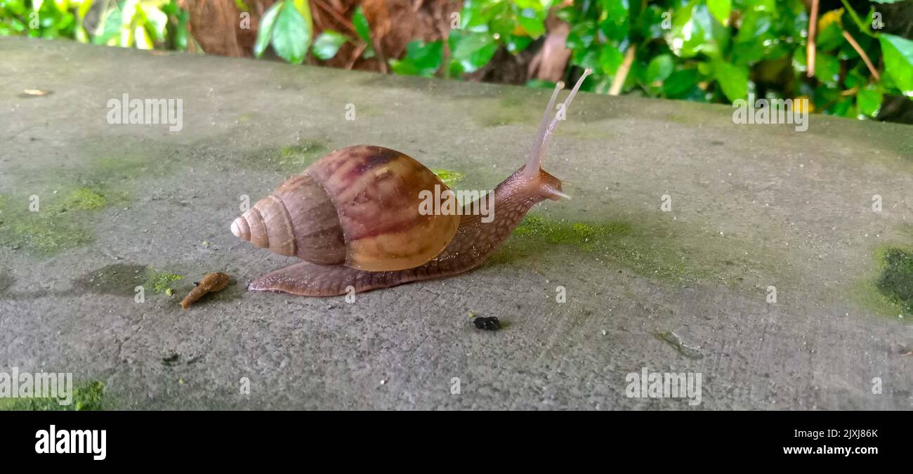 Land snail or bekicot (Achatina fulica) outside on green leaf Stock ...