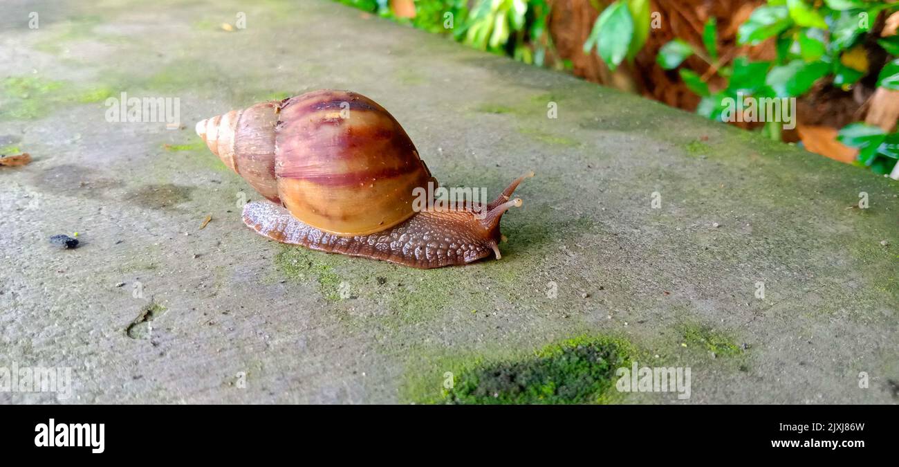 Giant achatina snails tropical hi-res stock photography and images - Alamy