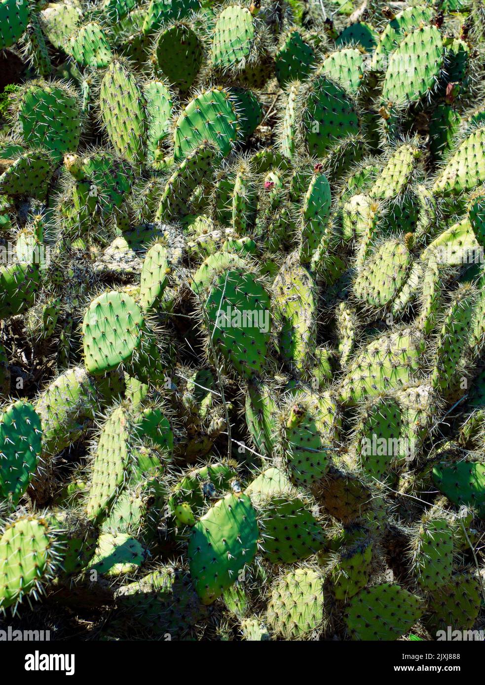 A vertical shot of coastal prickly pear, Opuntia littoralis. California ...