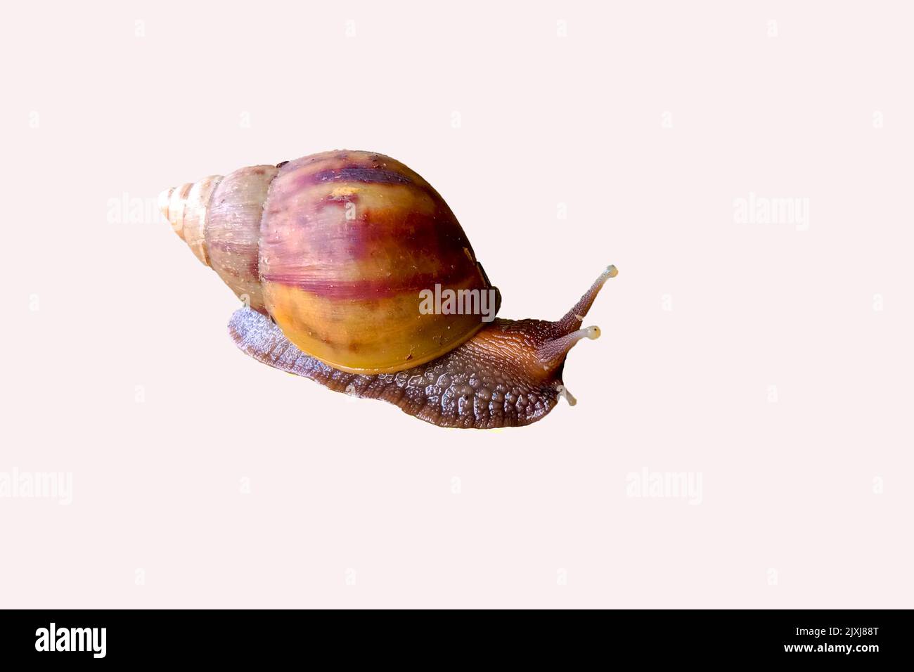 Land snail or bekicot (Achatina fulica) outside on white background ...