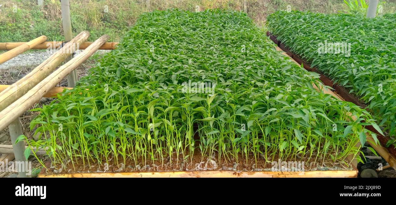 sowing seeds. seeding in greenhouse. seeding plants greenhouse. seeding ... sowing seeds. seeding in greenhouse. seeding plants greenhouse. seeding ...