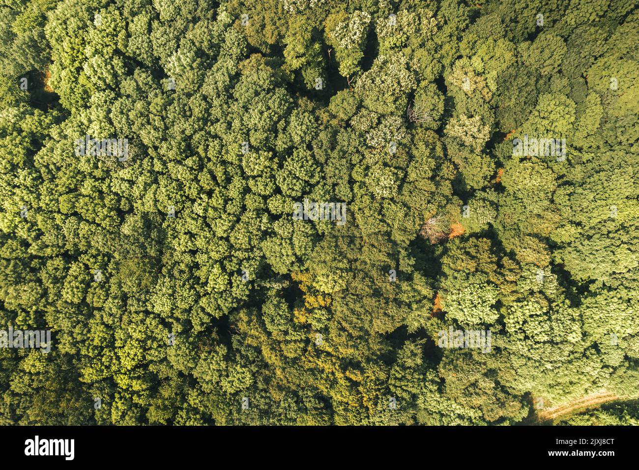Top down drone aerial view of autumn leaves hi-res stock photography ...