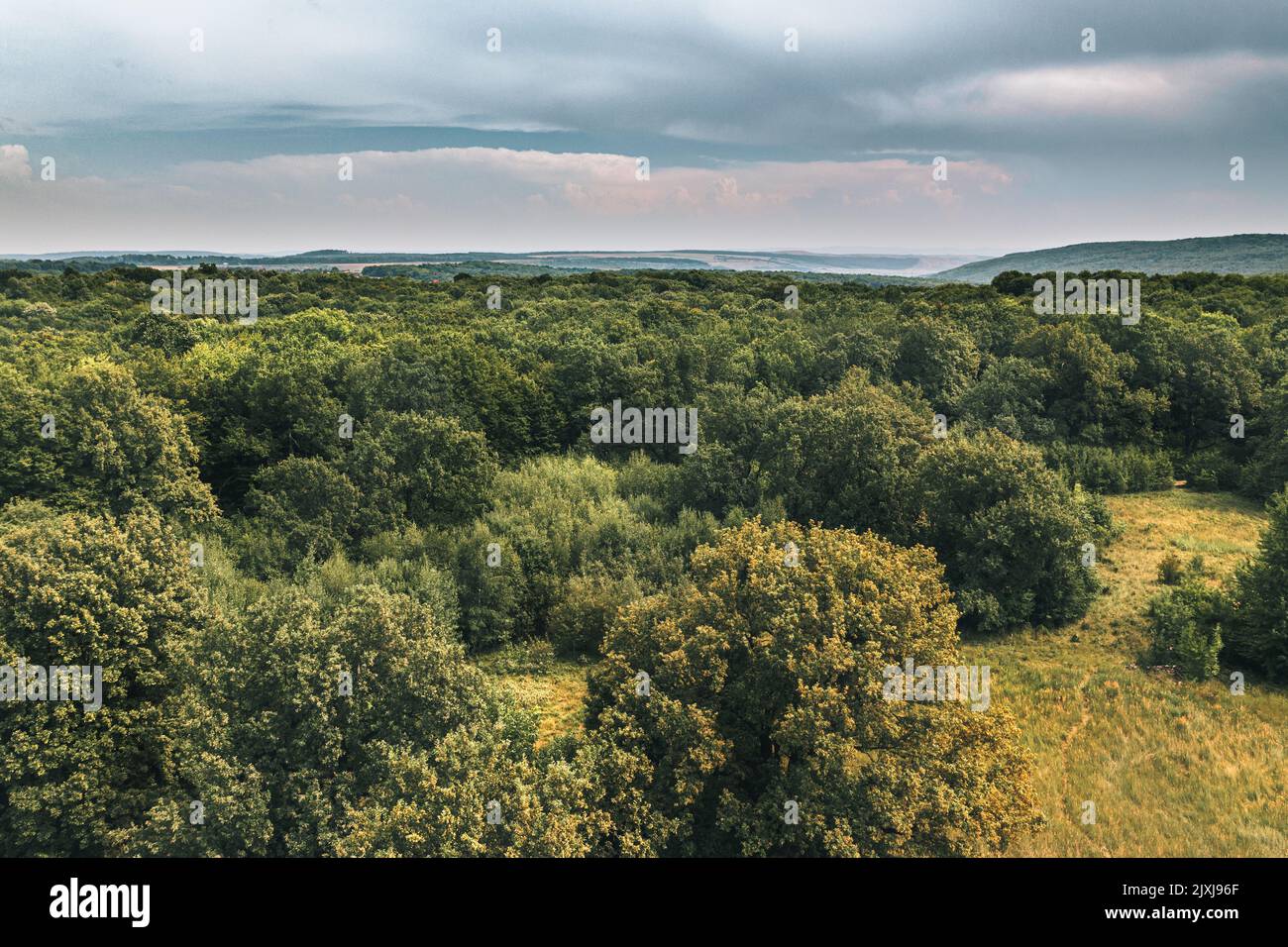 Aerial view in September over dense forest, growing very lush. Drone ...