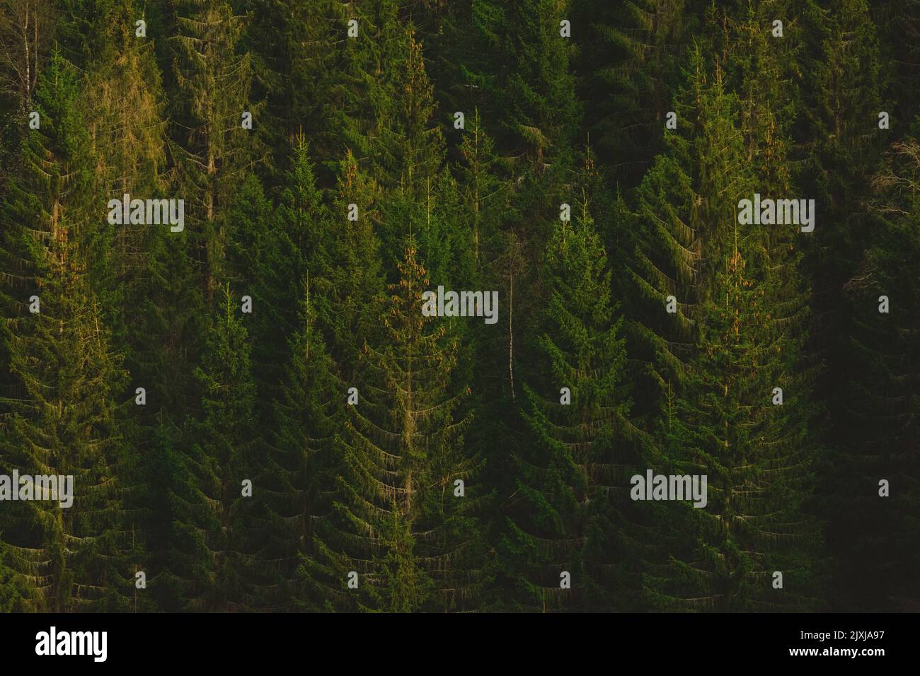 The tall spruce trees in a forest Stock Photo - Alamy