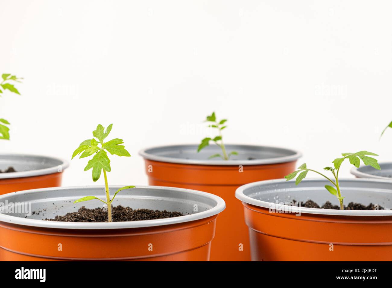 Growing tomatoes from seeds, step by step. Step 9 - transplanted ...