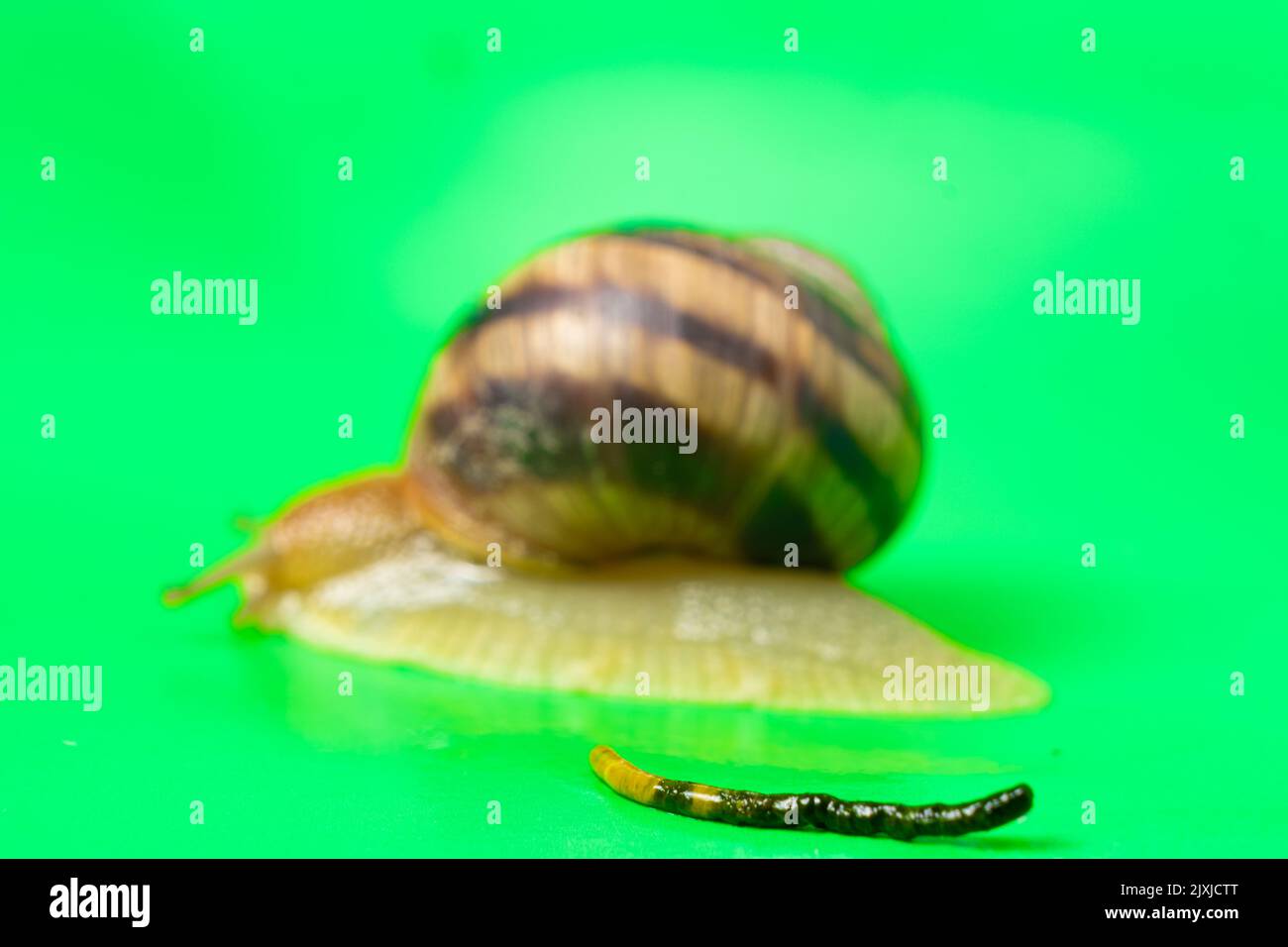 A big garden snail Helix pomatia and its feces on a green background ...
