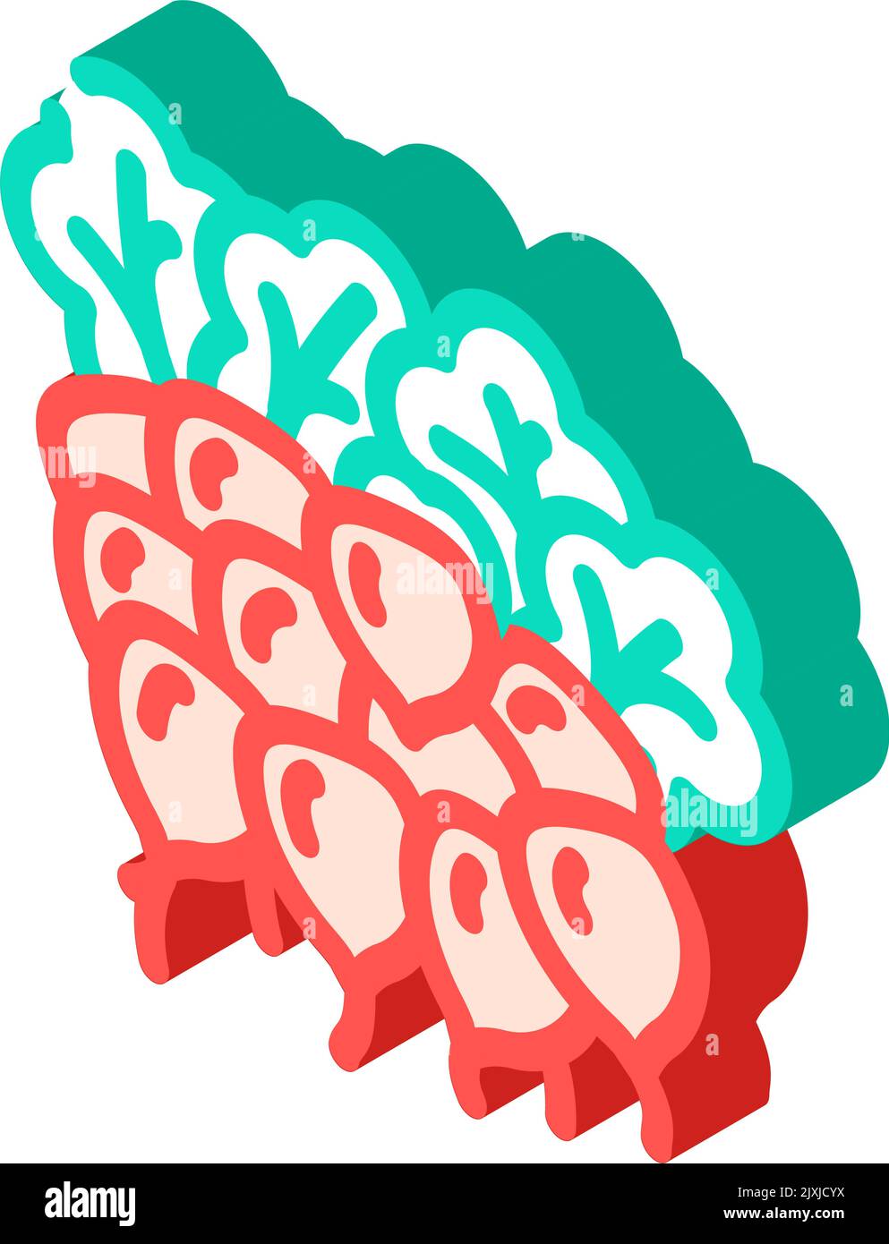 bunch radish isometric icon vector illustration Stock Vector Image ...