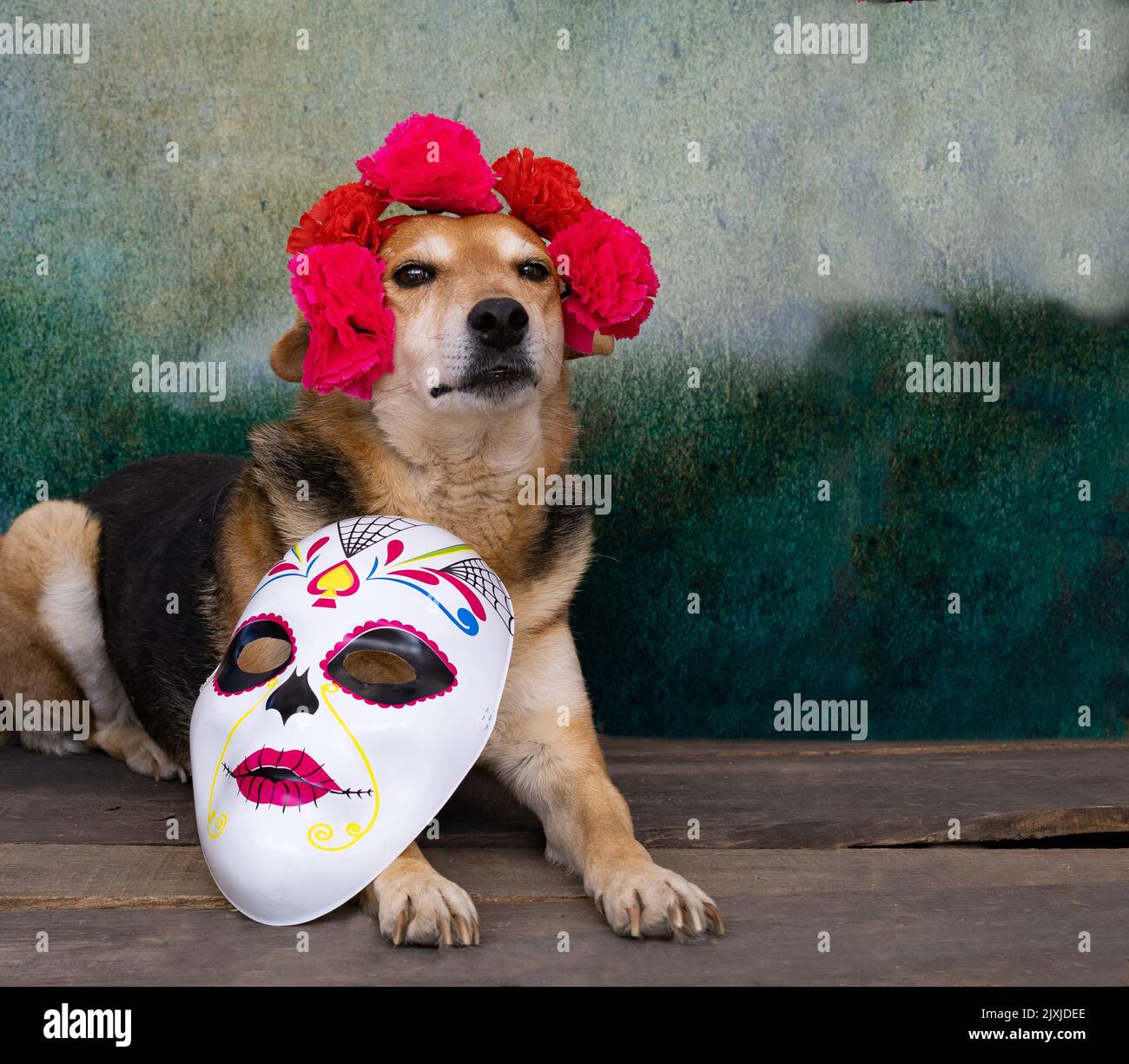 Dog with a crown of flowers on his head and skull for the day of the ...