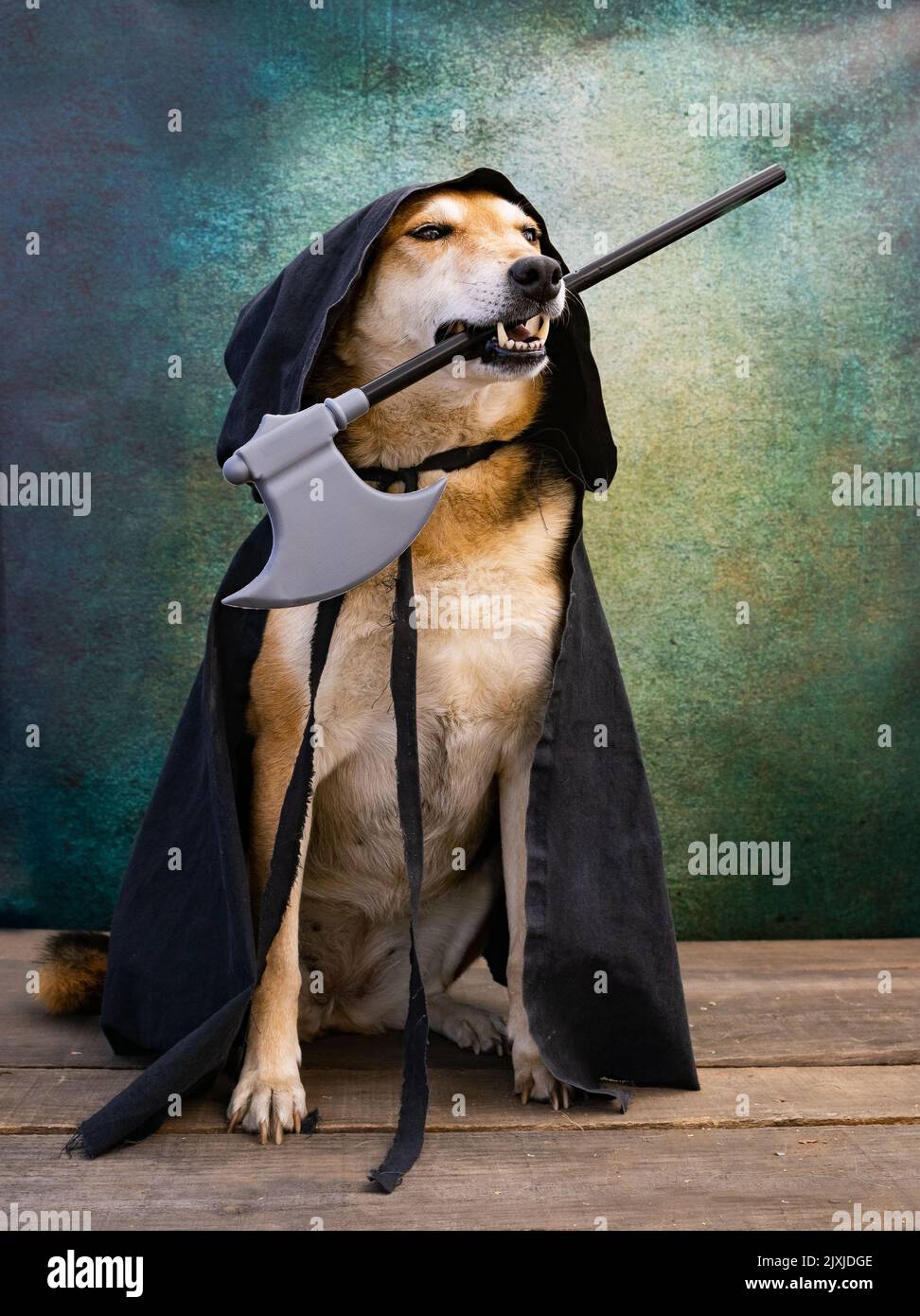 Dog dressed for halloween and day of the dead with a black cape with a ...