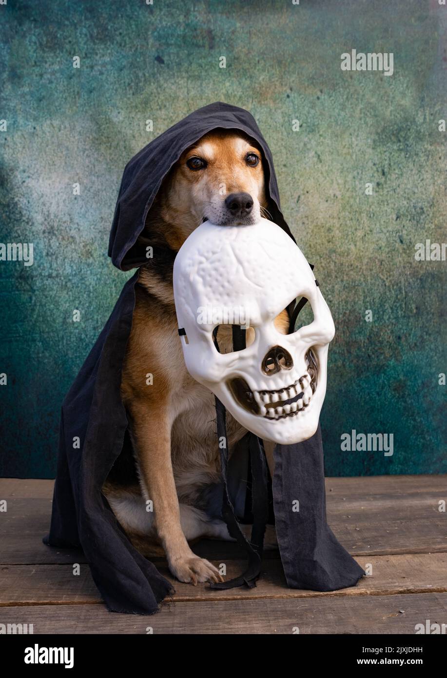 Dog dressed in a black cape with a hood and a white skeleton mask, for ...