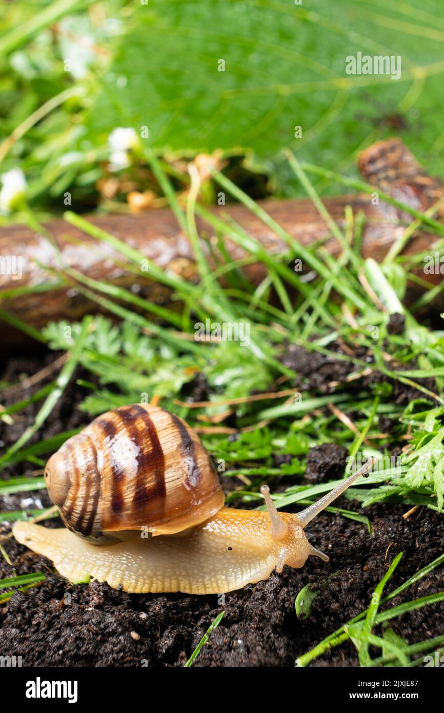 Snail house ground hi-res stock photography and images - Alamy