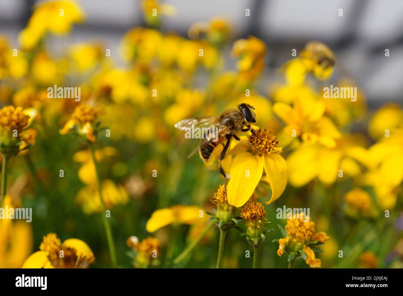 A bee drinks nectar from flowers in a flower bed, an insect Stock Photo ...