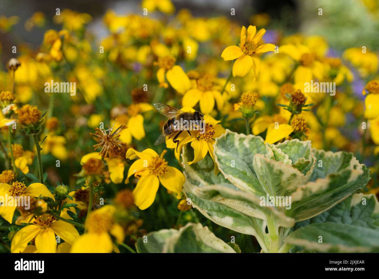 A bee drinks nectar from flowers in a flower bed, an insect Stock Photo ...