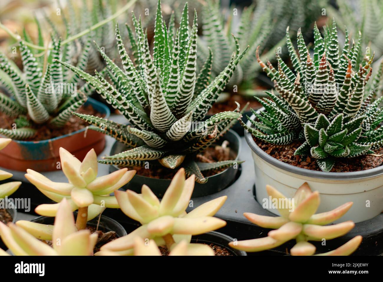 Zebra plant pots hi-res stock photography and images - Alamy