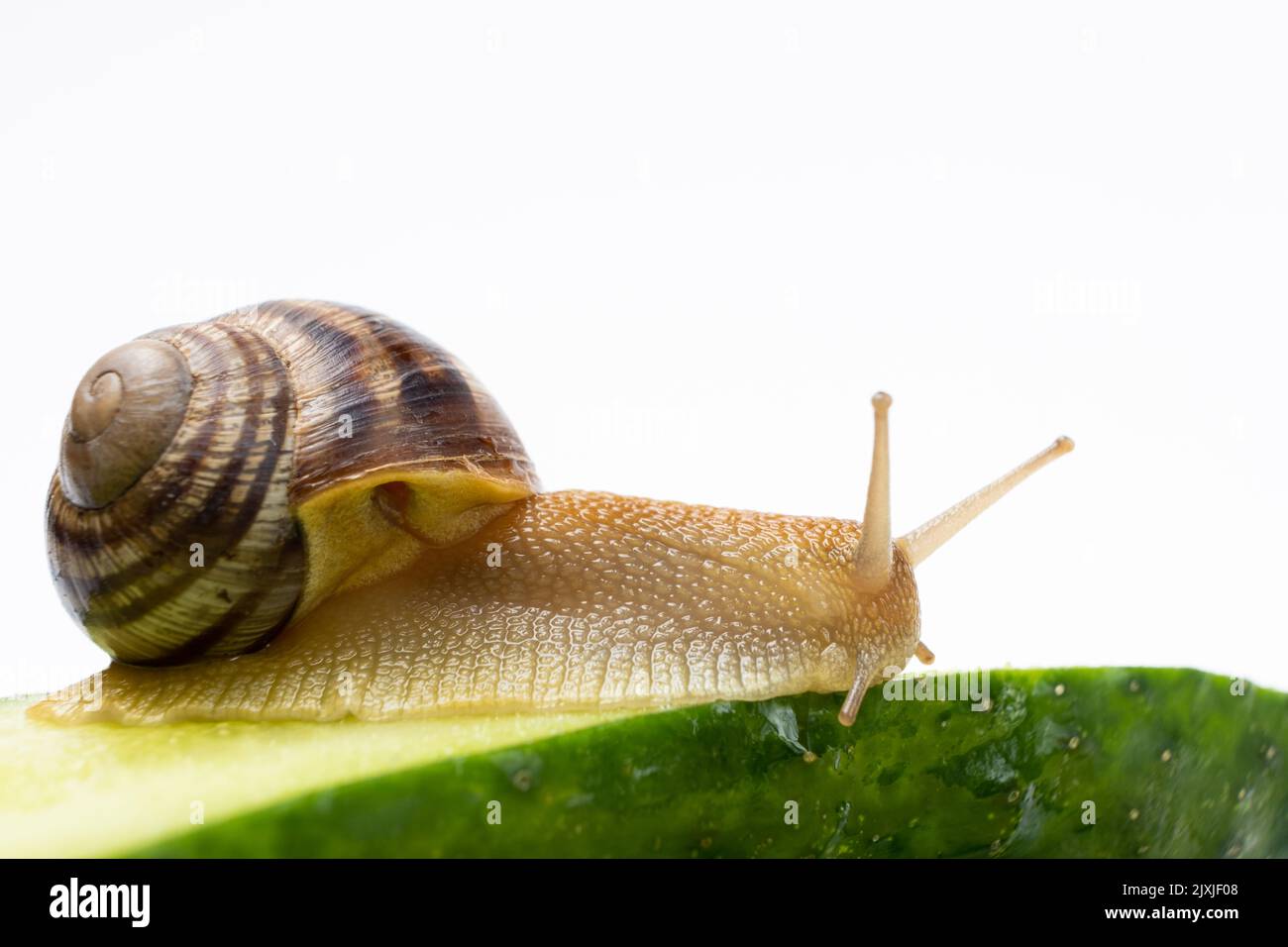 Large grape garden snail Helix pomatia sits and eats cucumber Stock ...