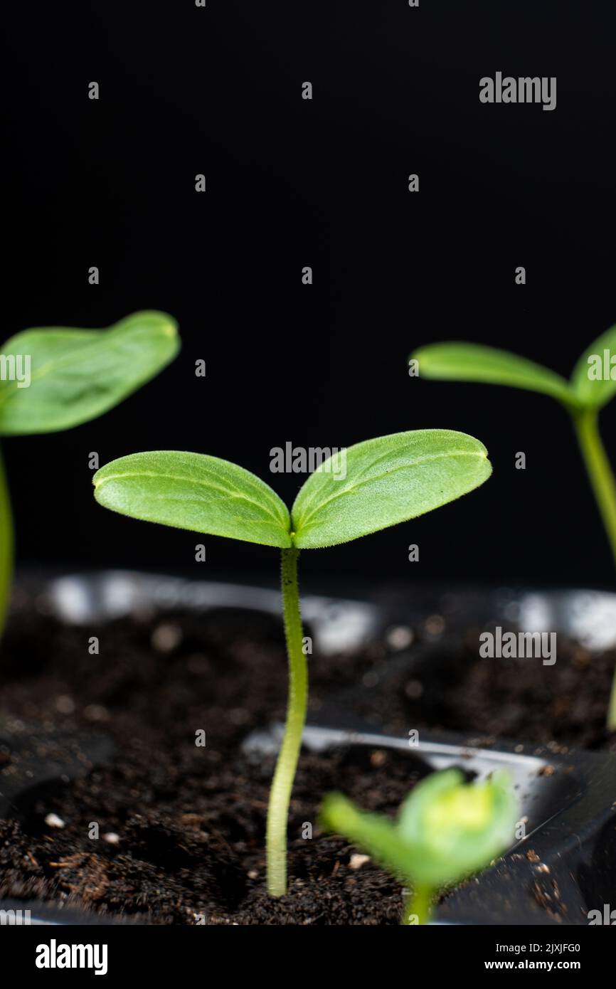 Cucumber sprout sprouts from ground hi-res stock photography and images ...
