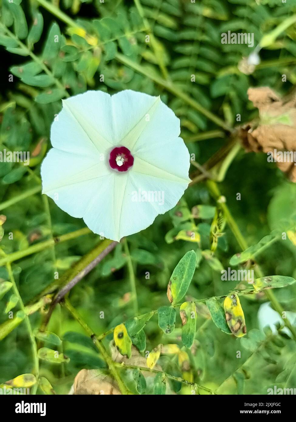 A beautiful white flower in green background Stock Photo - Alamy