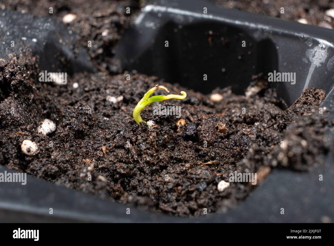 Growing peppers from seeds. Step 4 - First Sprout Stock Photo - Alamy