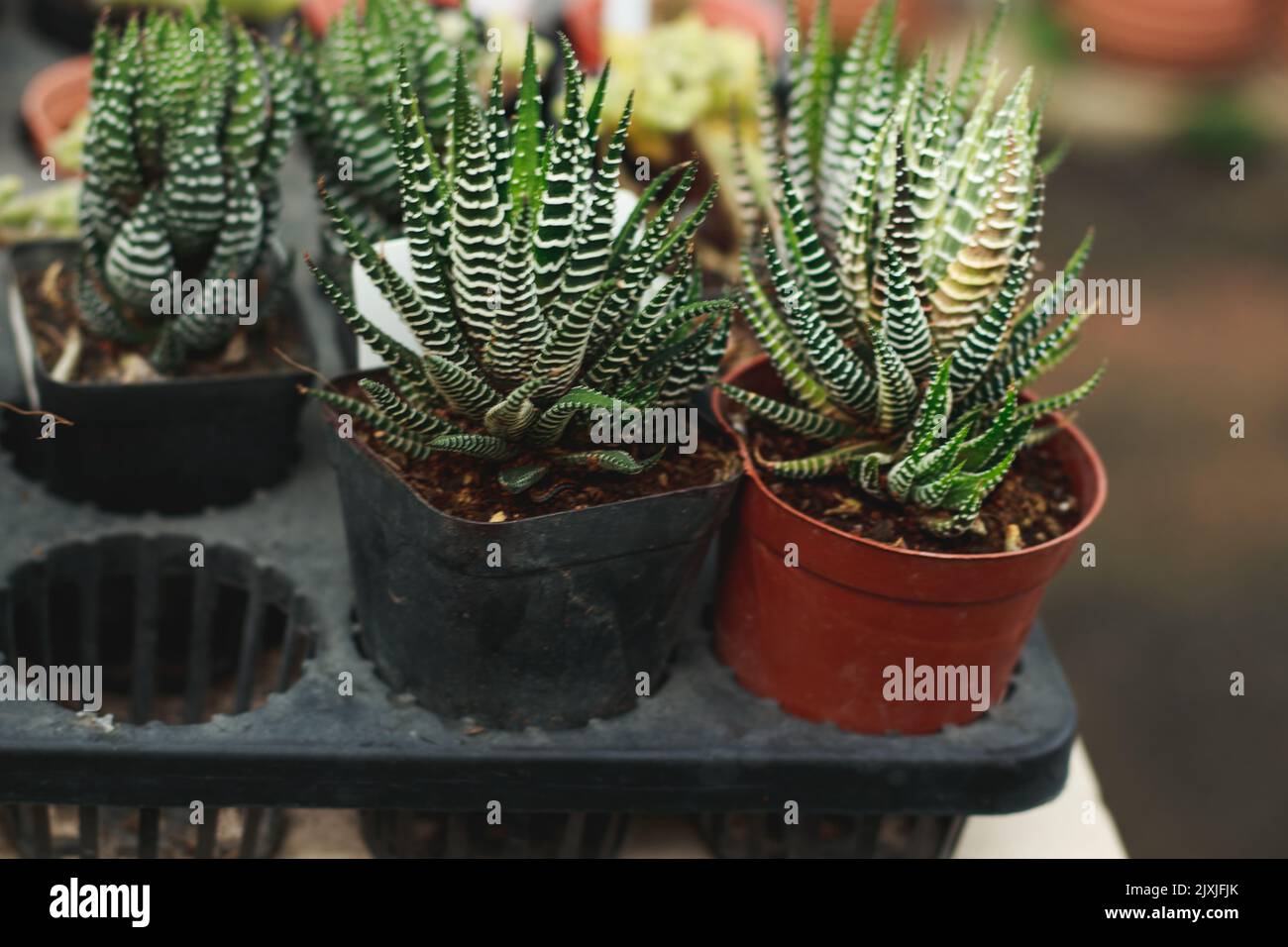 Zebra plant pots hi-res stock photography and images - Alamy