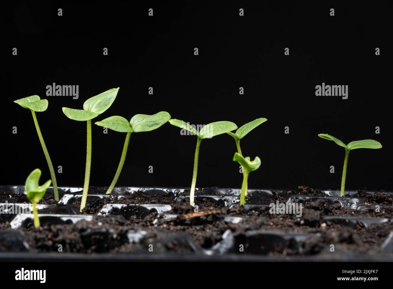 Growing cucumbers from seeds. Step 4 - First Sprouts Stock Photo - Alamy