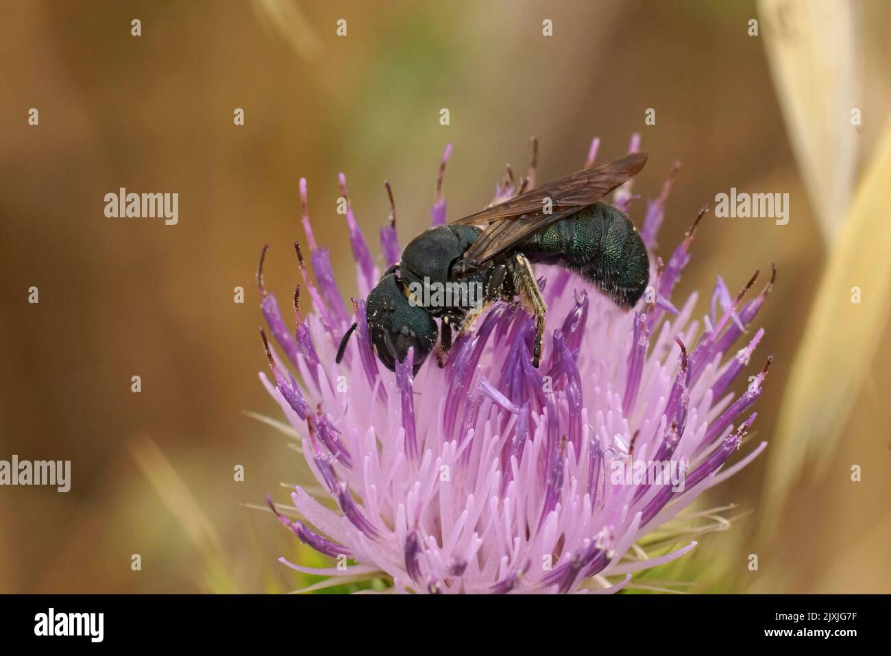 Natural closeup on a Mediterranean blue metallic small Carpenter bee ...