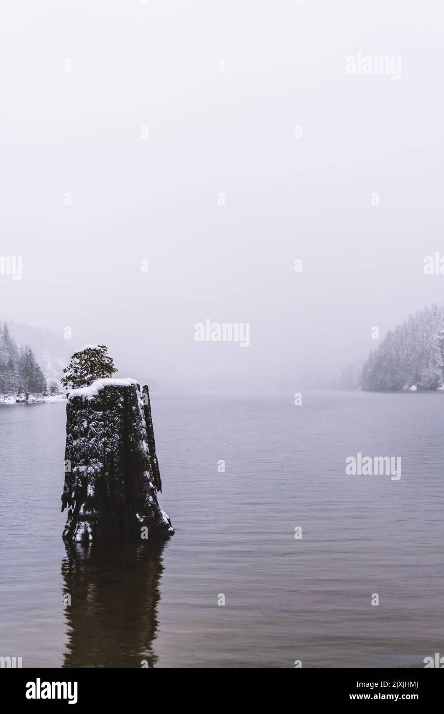 Vertical shot of tree stump covered with snow sticking out of calm lake ...