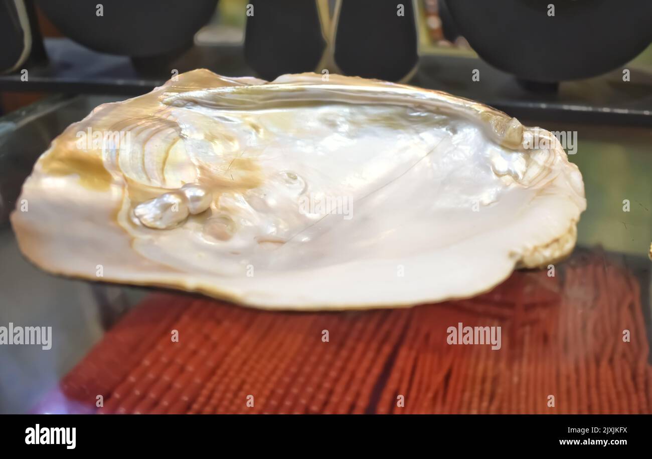 A closeup picture of Oyster shell where Pearls are formed. used to ...