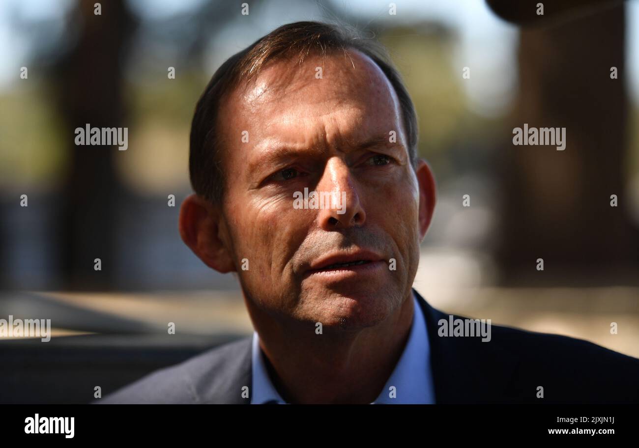 Former prime minister Tony Abbott at the Woodford cattle sales yards in ...