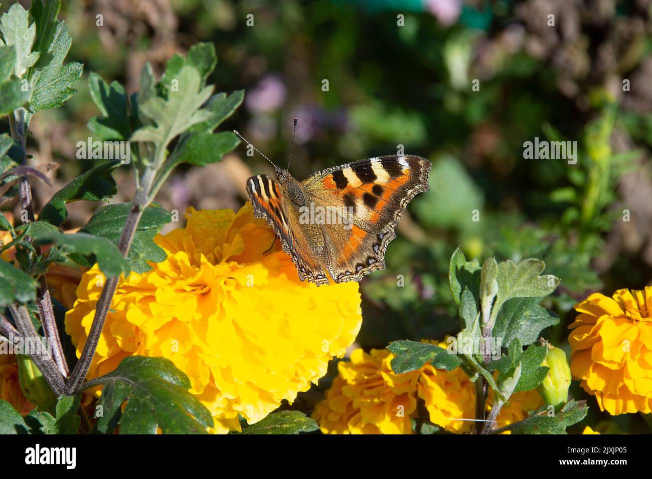 The small tortoiseshell is a colourful Eurasian butterfly in the family ...