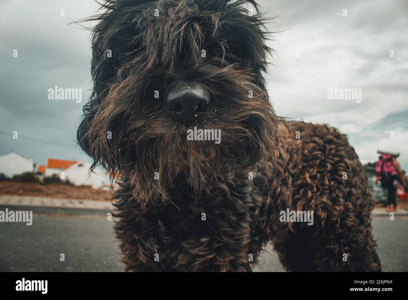 Old stray back dog with overgrown curly hair in the middle of the ...