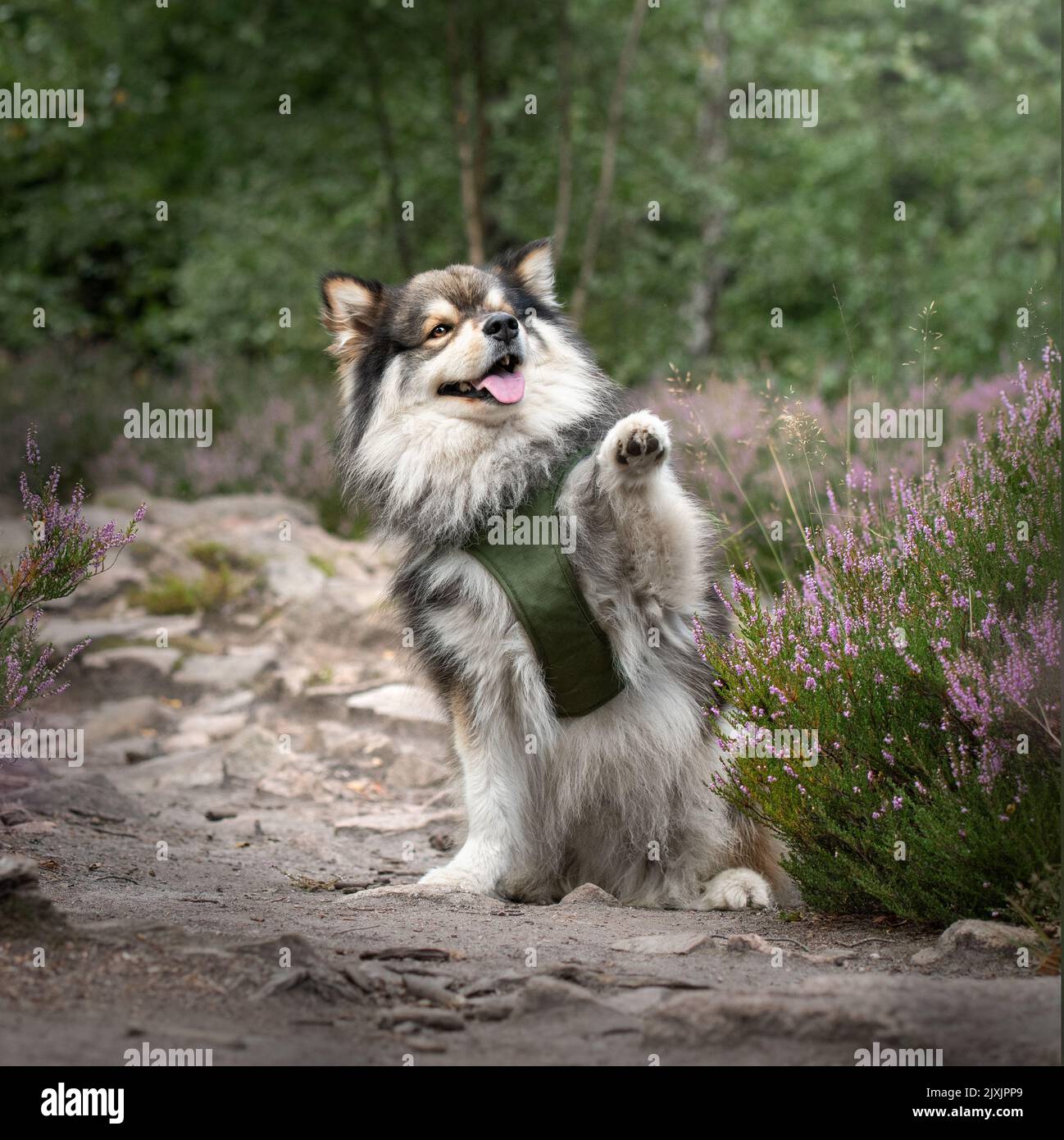 Portrait of a young Finnish Lapphund dog doing wave paw trick Stock ...