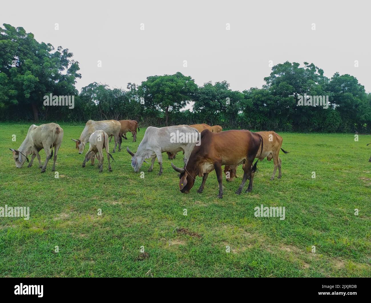 Cow grazing in a village farm in India Selective Focus On Subject ...