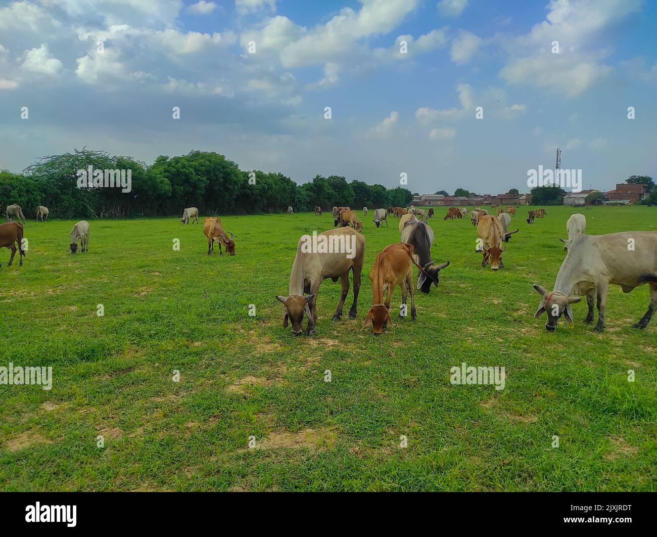 Cow grazing in a village farm in India Selective Focus On Subject ...