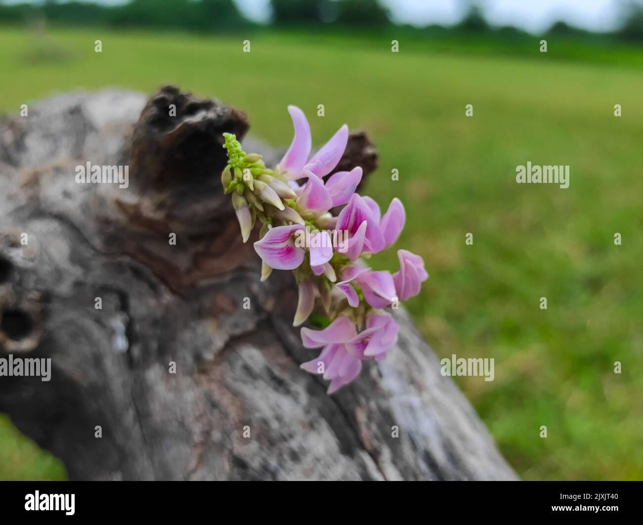 Rati Gunja Gunchi Ayurvedic Medicine Flowers Plant Stock Photo - Alamy