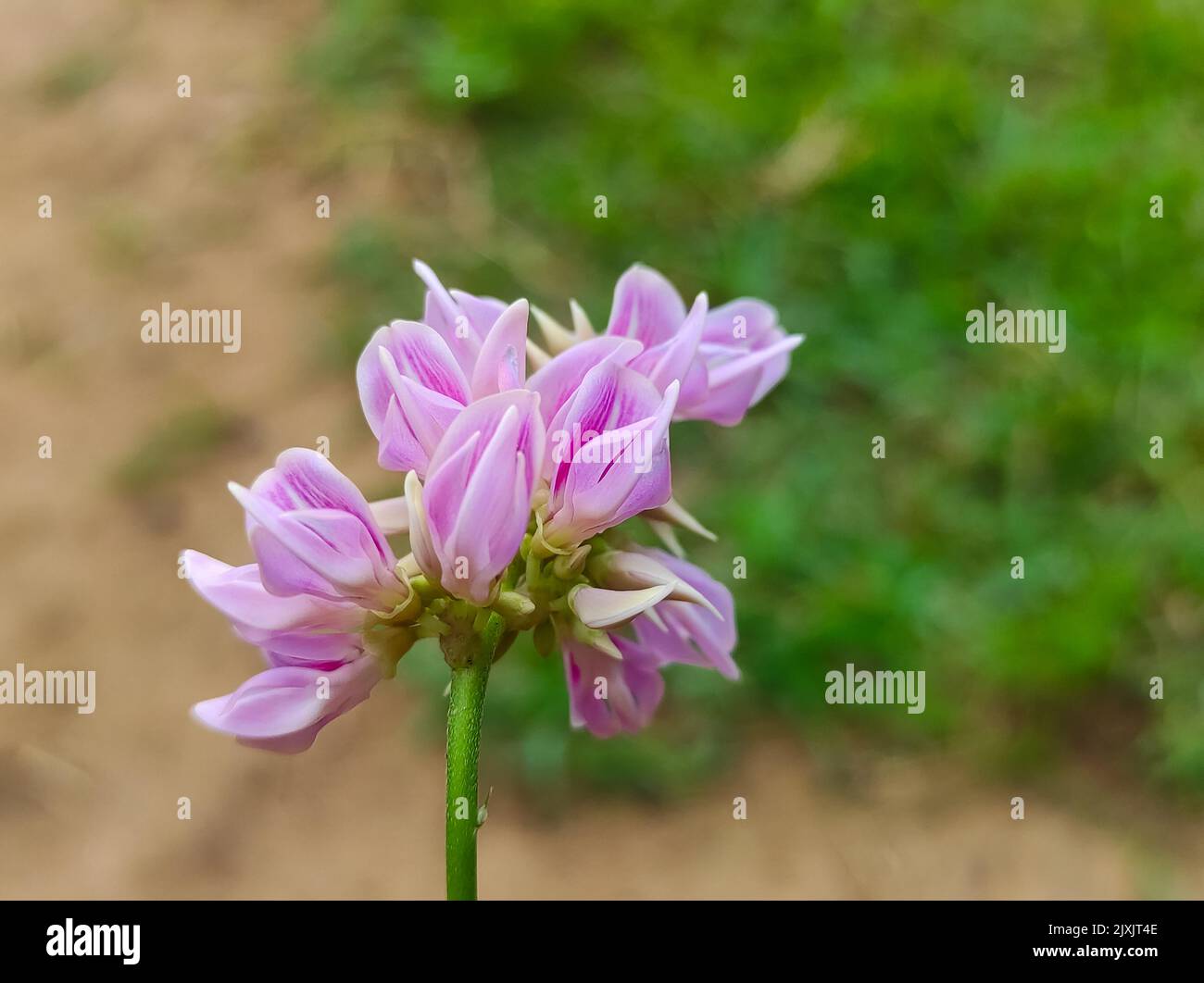 Rati Gunja Gunchi Ayurvedic Medicine Flowers Plant Stock Photo - Alamy