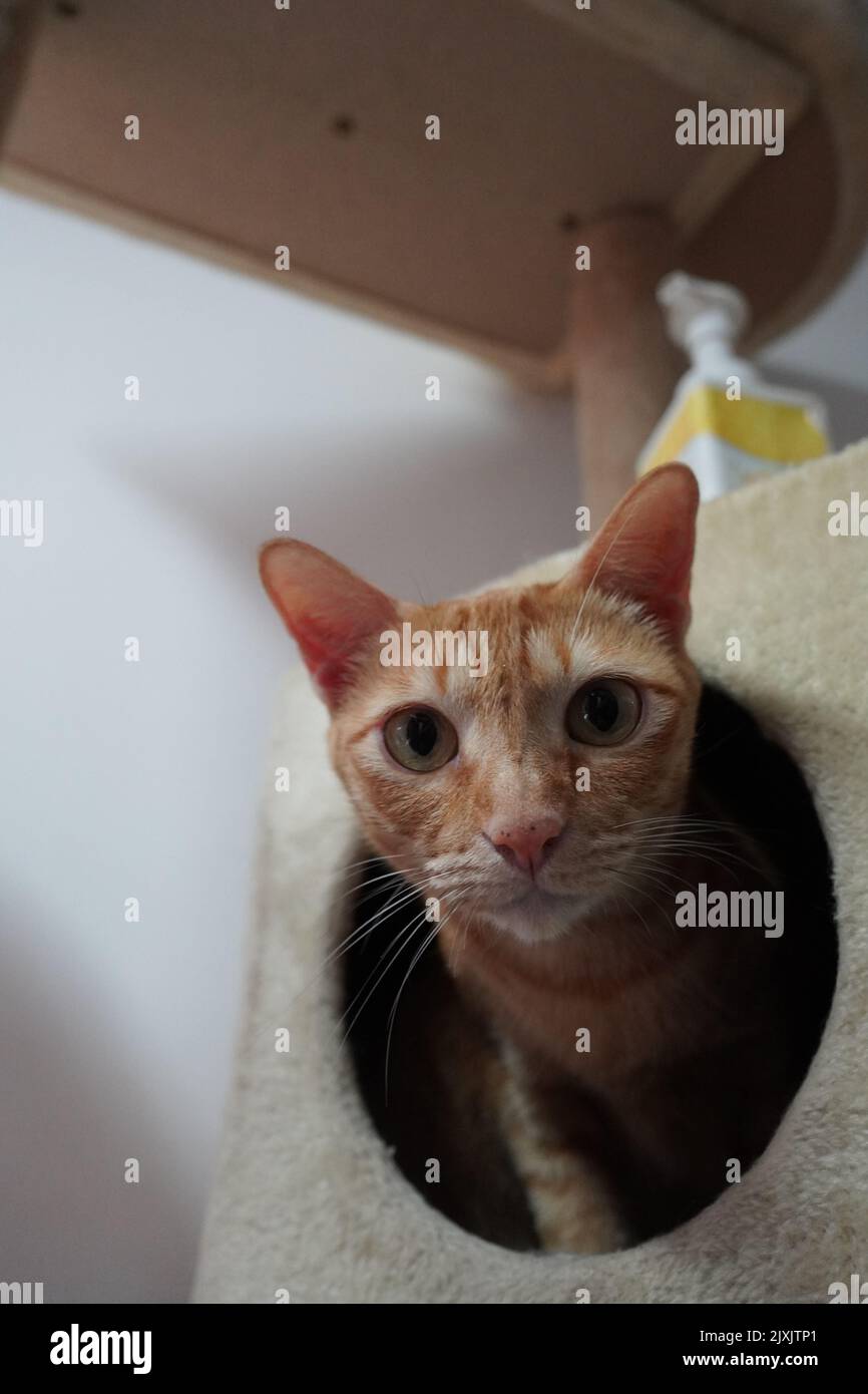 Curious orange cat peeking out of a box Stock Photo - Alamy