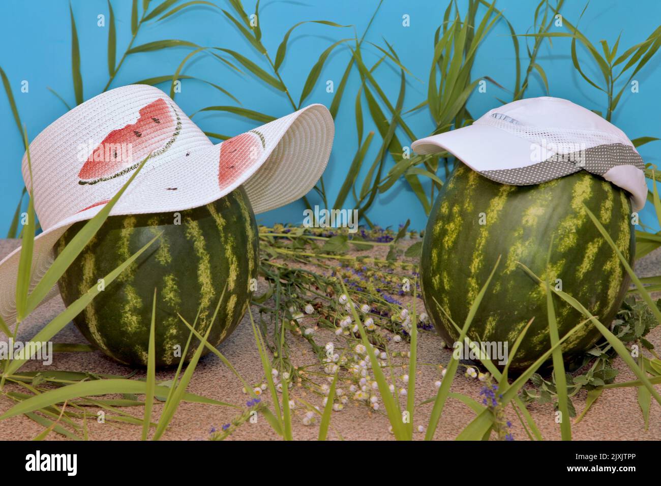 Watermelons in hats on a vegetable background Stock Photo - Alamy