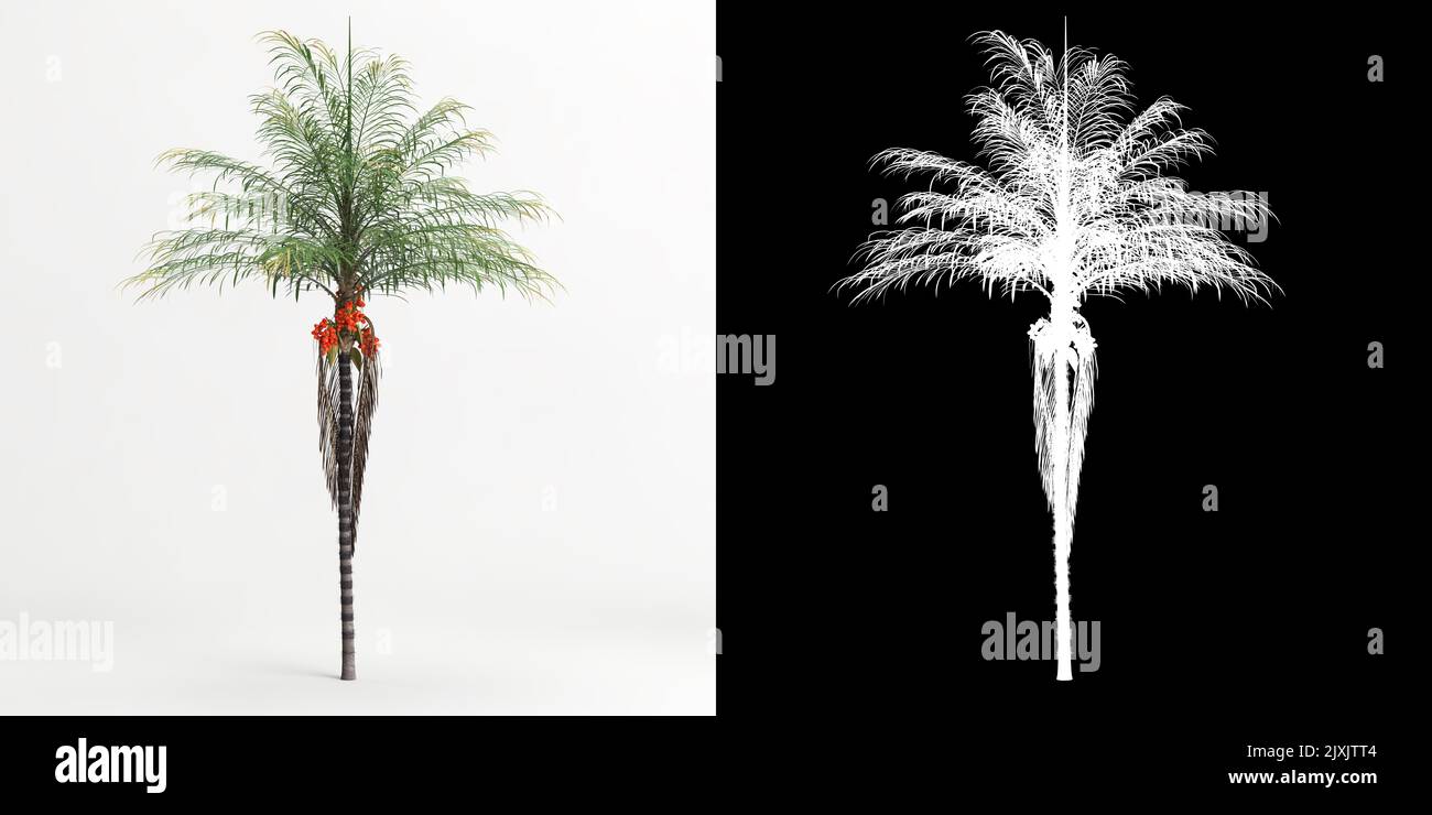 3d illustration of Bactris gasipaes tree isolated on white and its mask ...