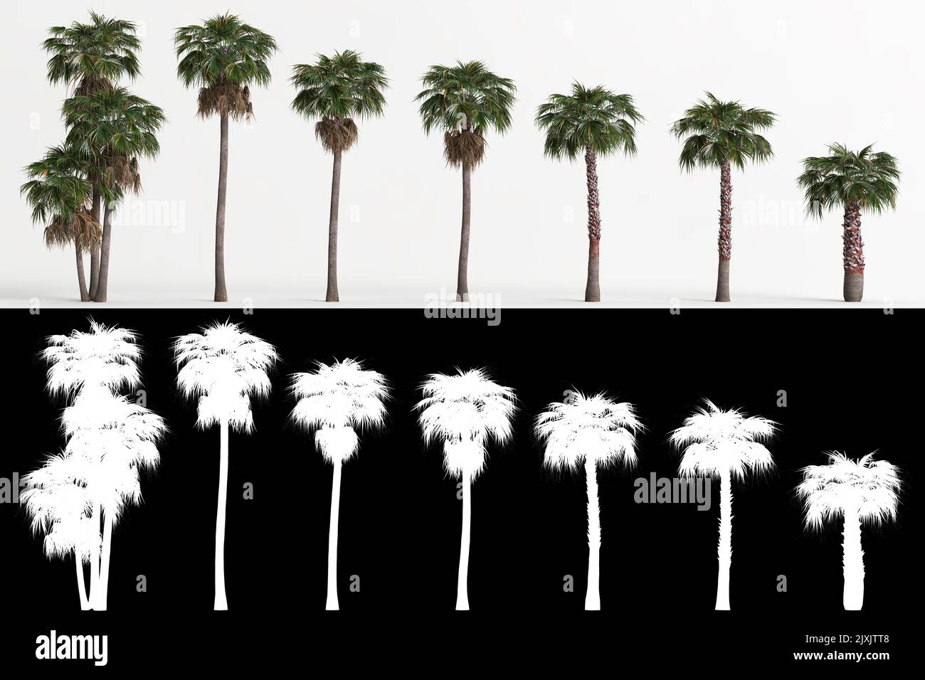 3d illustration of set Washingtonia robusta tree isolated on white and ...