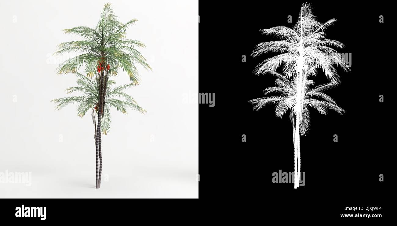 3d illustration of Bactris gasipaes tree isolated on white and its mask ...