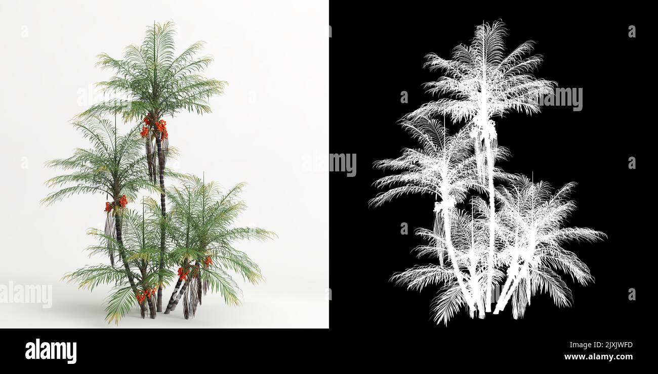 3d illustration of Bactris gasipaes tree isolated on white and its mask ...