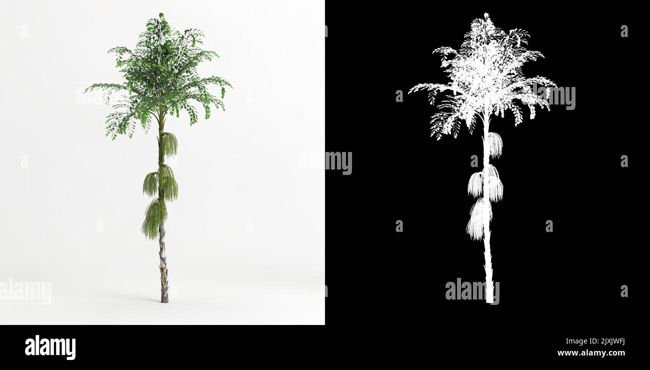 3d illustration of Caryota mitis tree isolated on white and its mask ...