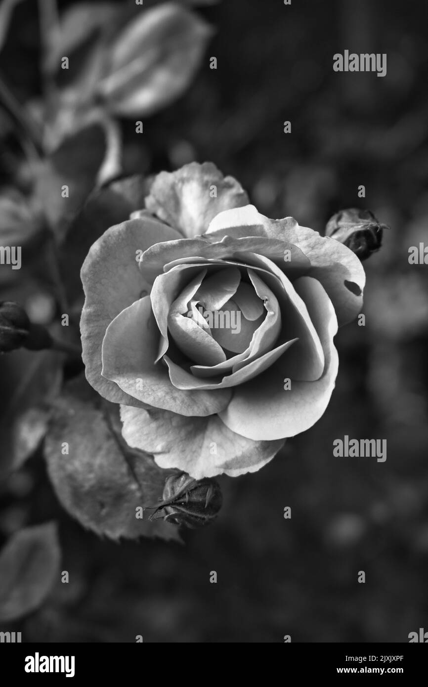 Plant with bokeh Black and White Stock Photos & Images - Alamy