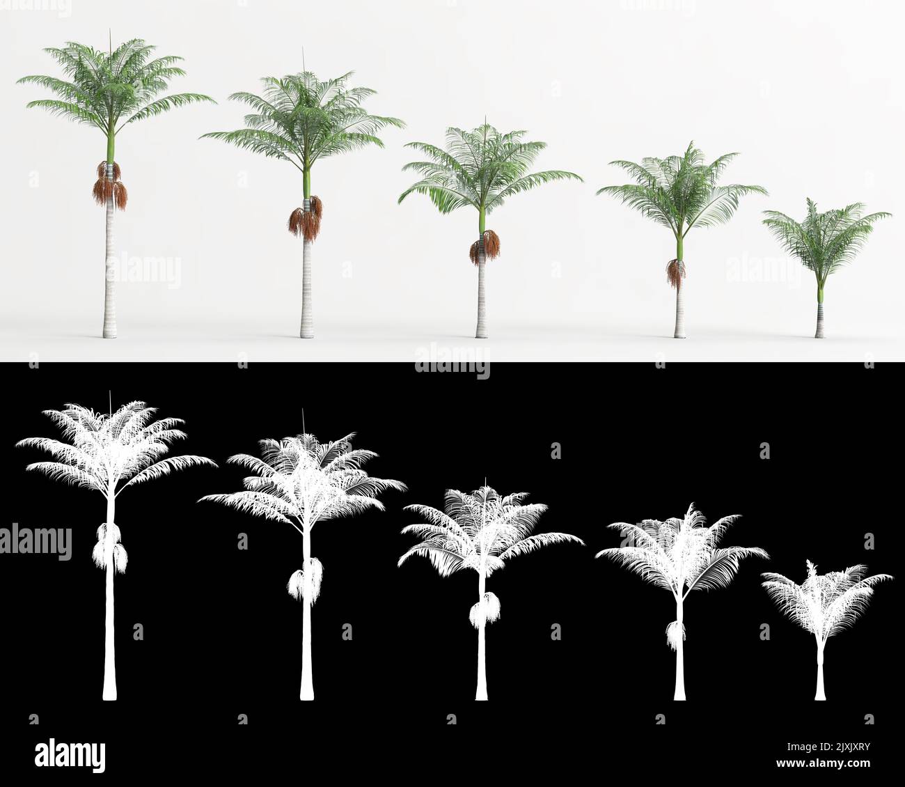 3d illustration of set Archontophoenix alexandrae tree isolated on ...