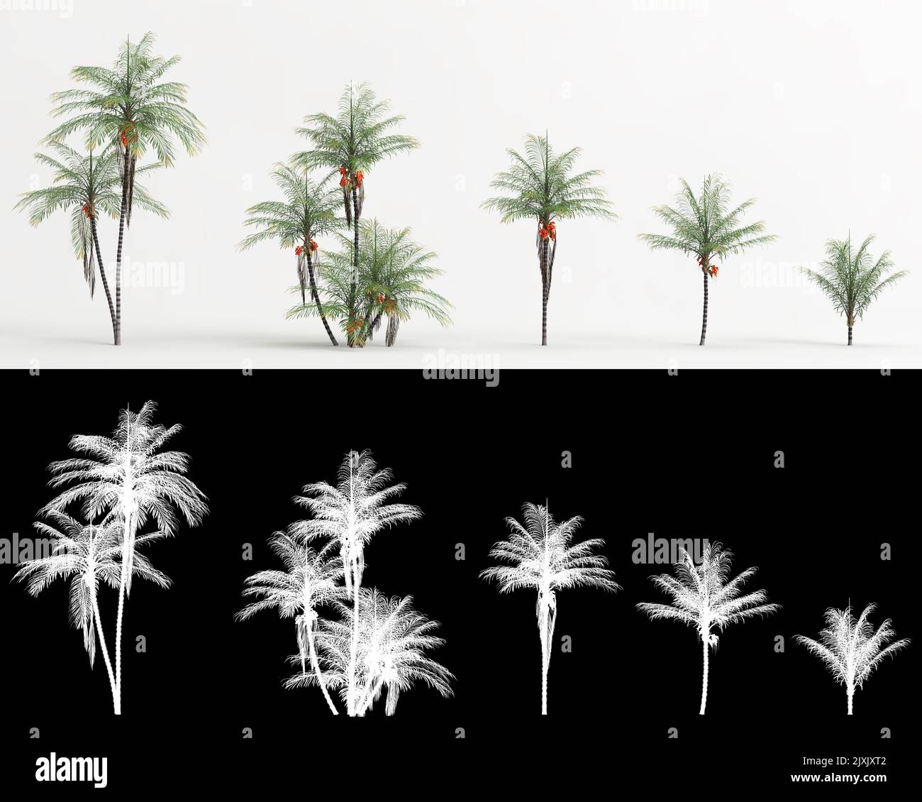 3d illustration of set Bactris gasipaes tree isolated on white and its ...