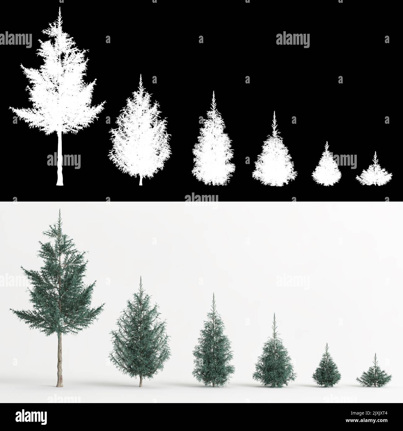 3d illustration of set Picea pungens baby blue eyes tree isolated on ...