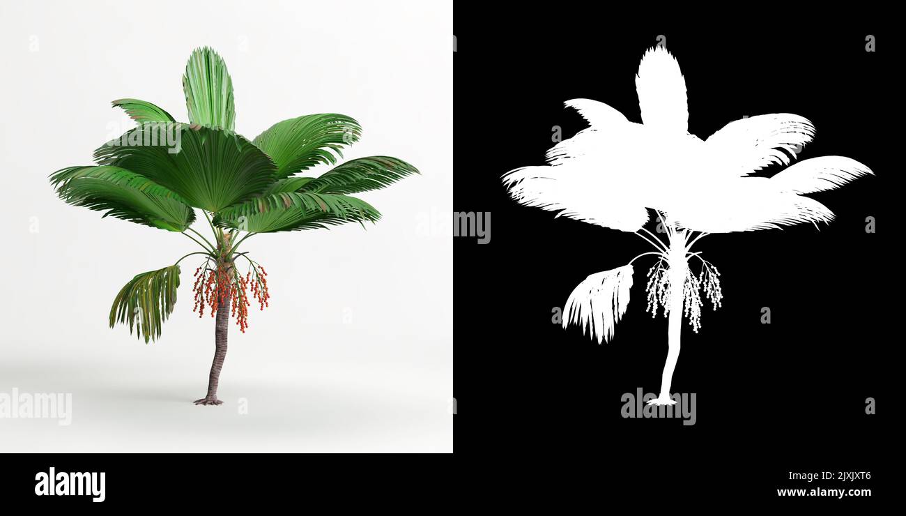 3d illustration of Licuala grandis tree isolated on white and its mask ...