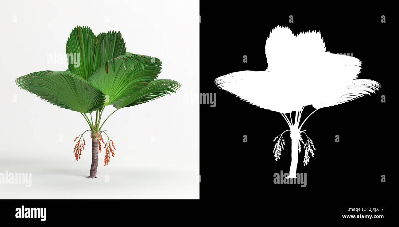 3d illustration of Licuala grandis tree isolated on white and its mask ...
