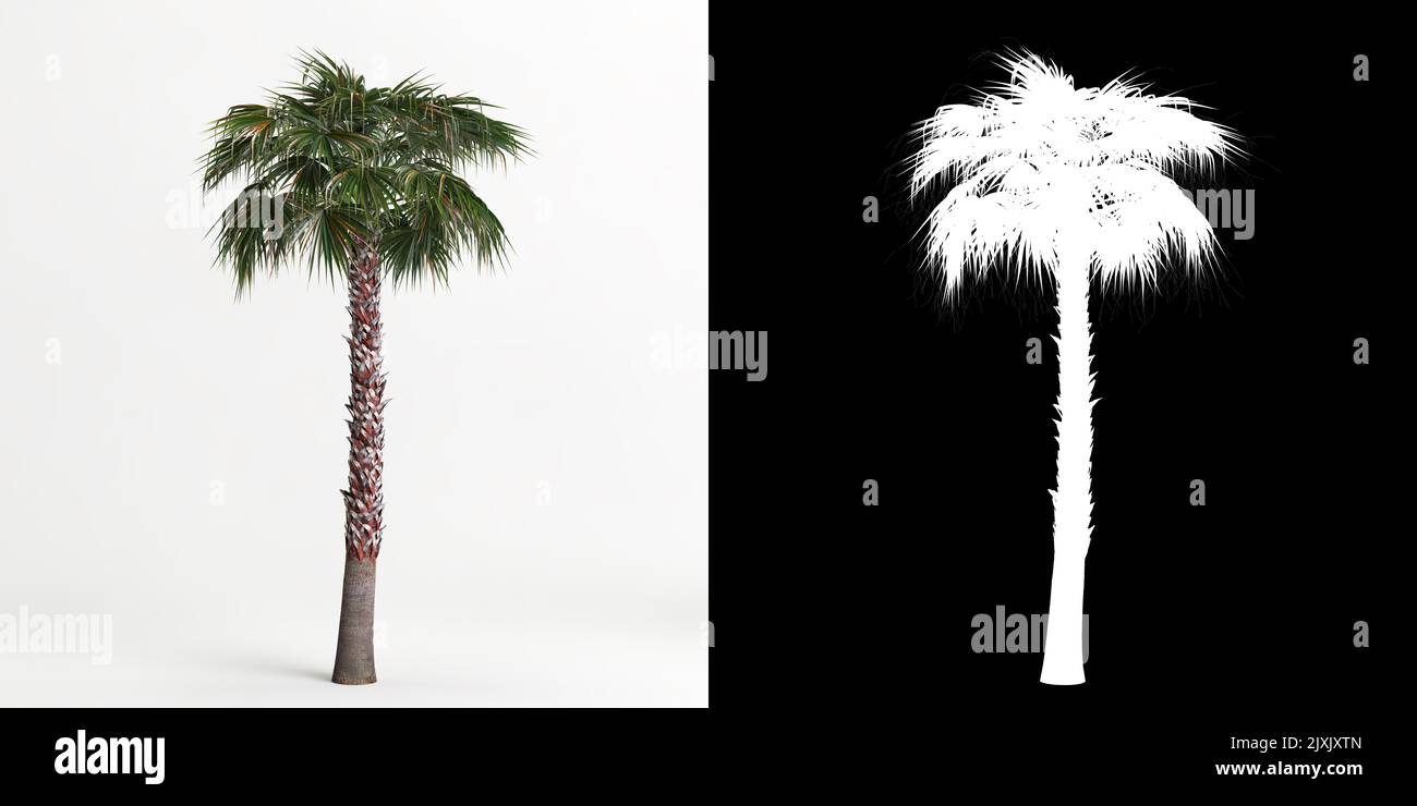 3d illustration of Washingtonia robusta tree isolated on white and its ...