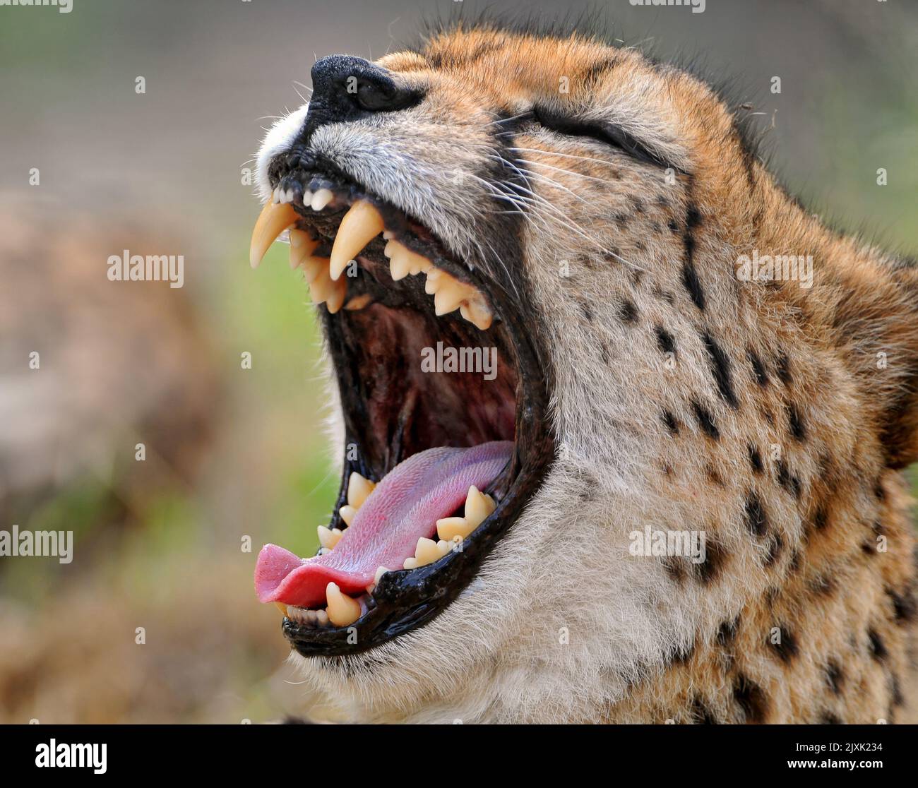 Cheetah with teeth showing hi-res stock photography and images - Alamy